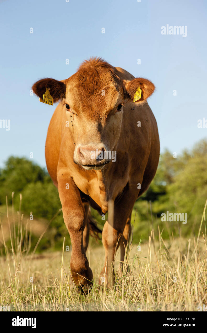 German Angus Catte. Cow walking on a pasture. Germany Stock Photo - Alamy