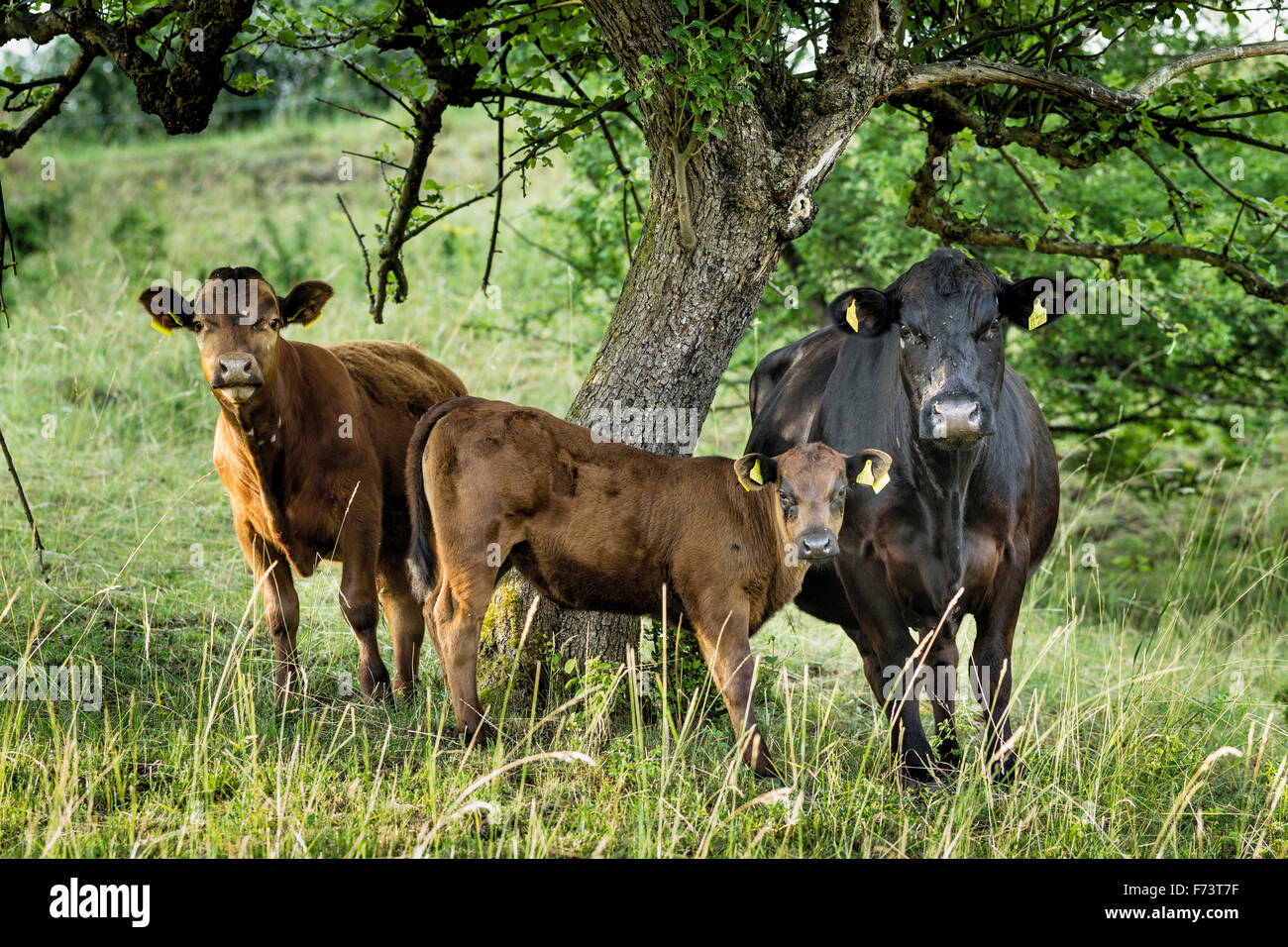 German Angus Catte. Cow with two calves on a pasture, standing under a ...