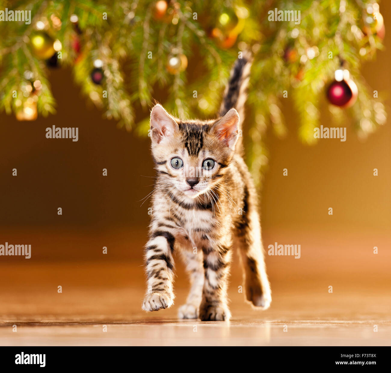 Bengal cat. Kitten under a Christmas tree with red baubles. Germany ...
