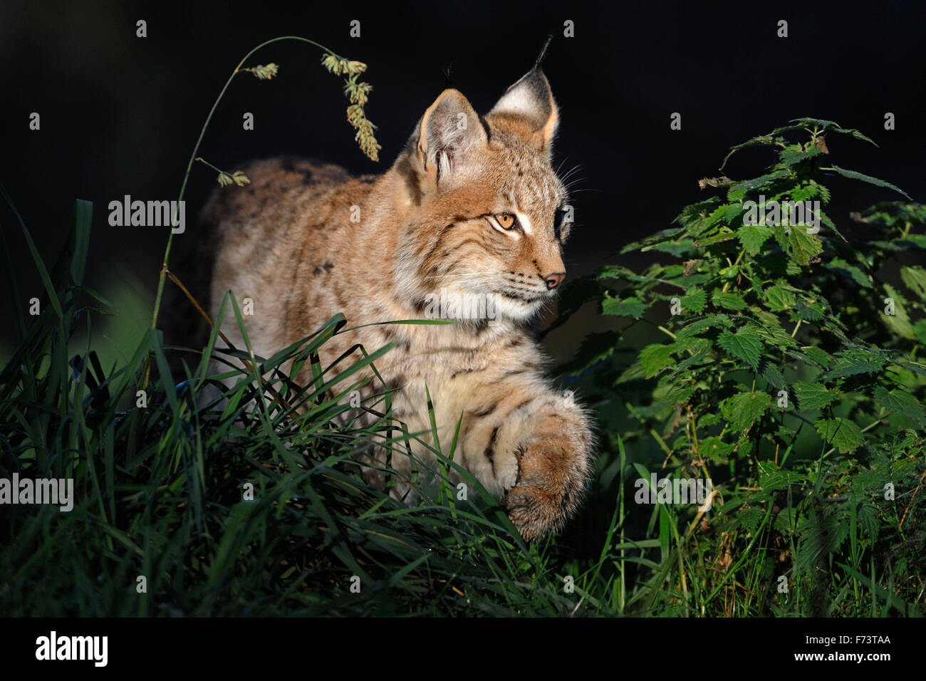 Young Eurasian Lynx / Eurasischer Luchs ( Lynx lynx ) stalks in ...