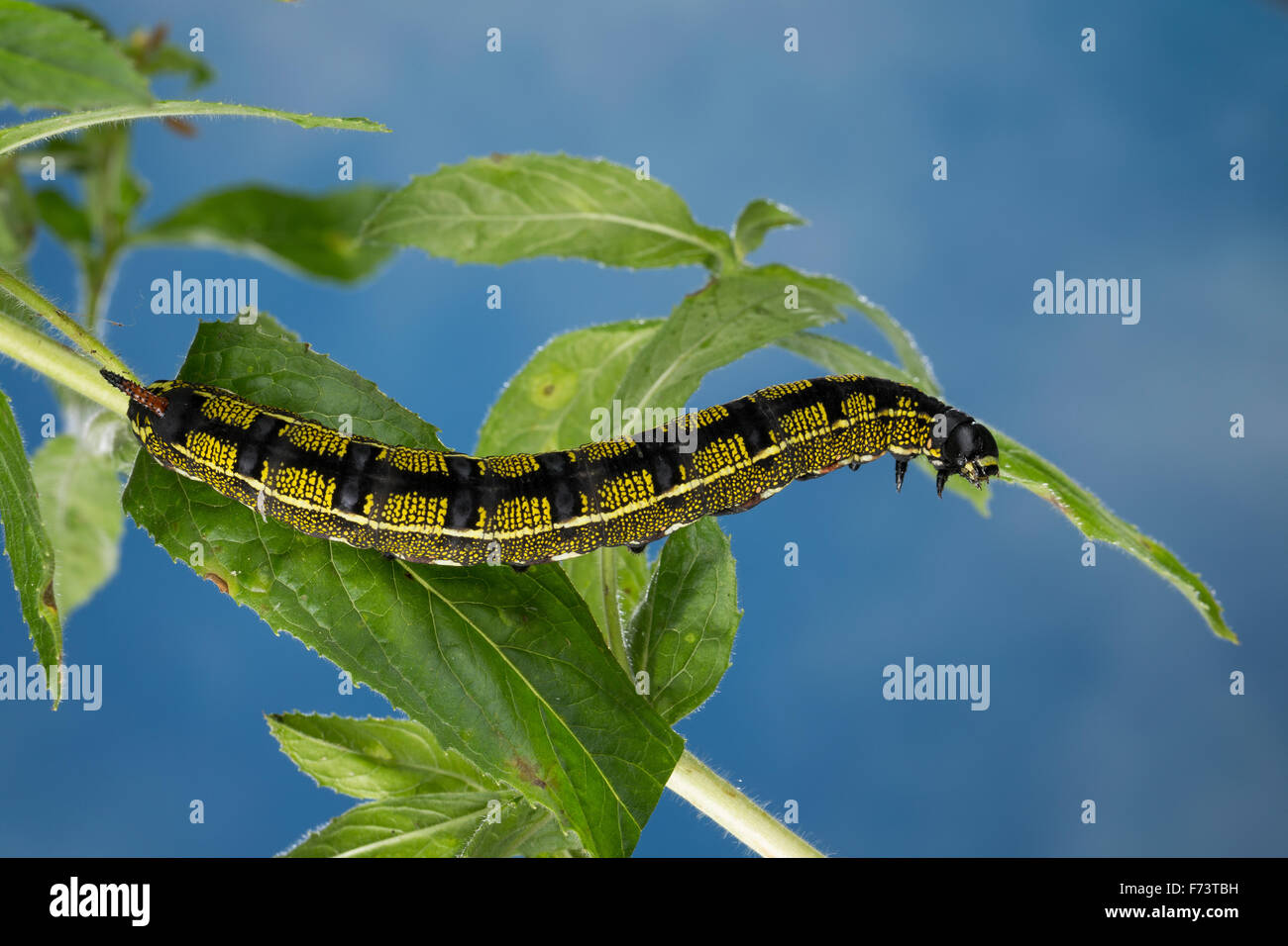 Striped hawk-moth, caterpillar, Linienschwärmer, Linien-Schwärmer ...
