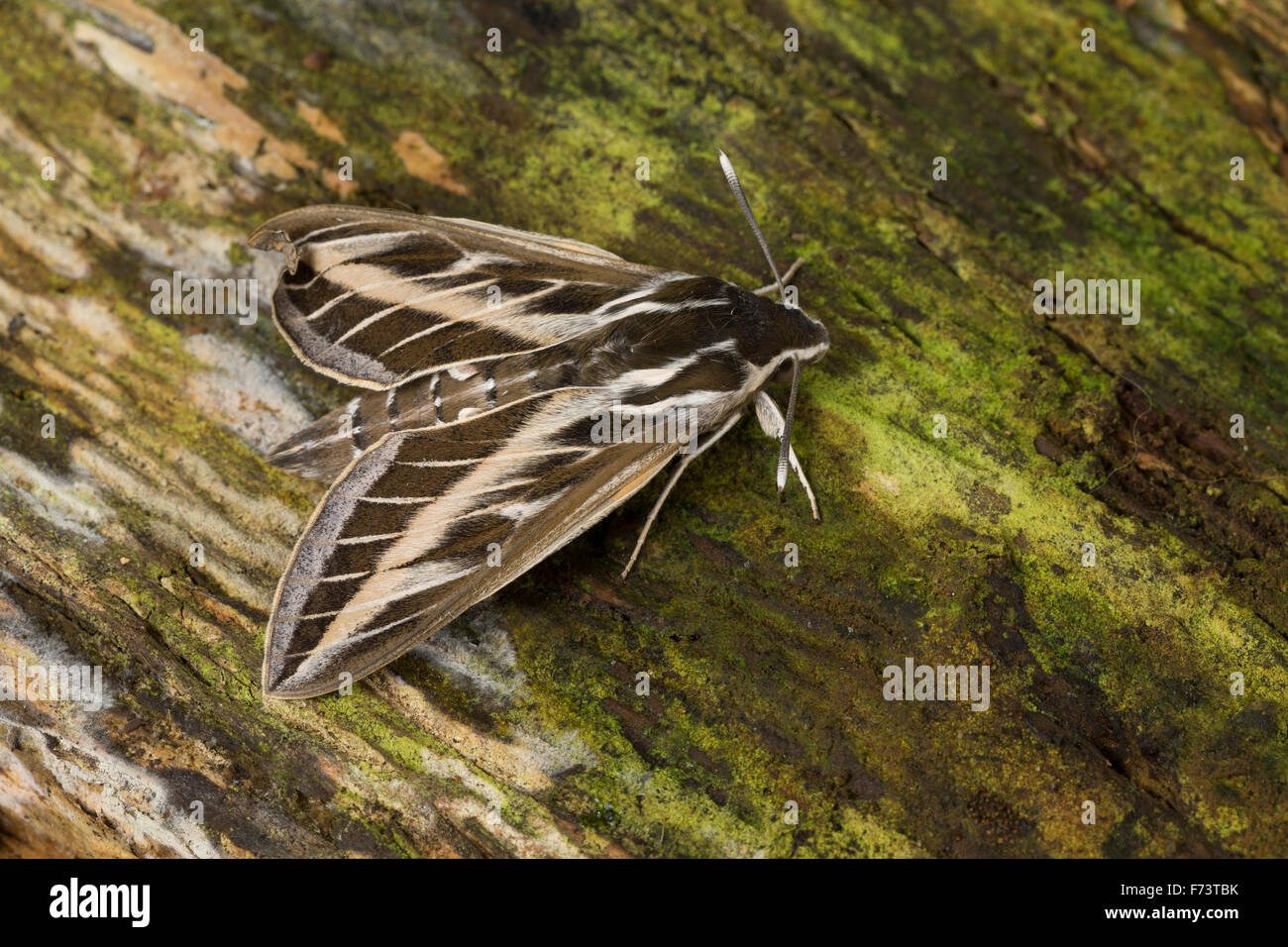 Striped hawkmoth hyles lineata hi-res stock photography and images - Alamy
