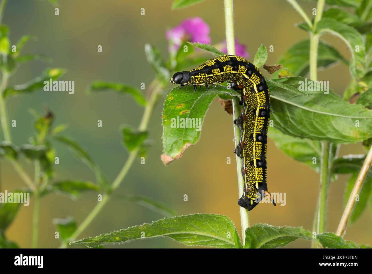 Striped Hawk Moth Stock Photos & Striped Hawk Moth Stock Images - Alamy