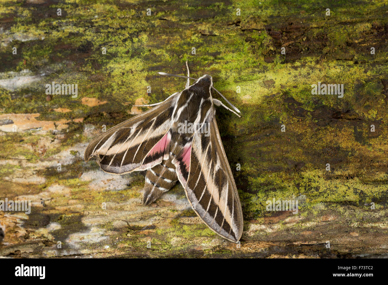 Striped hawk-moth, hawkmoth, Linienschwärmer, Linien-Schwärmer, Hyles ...