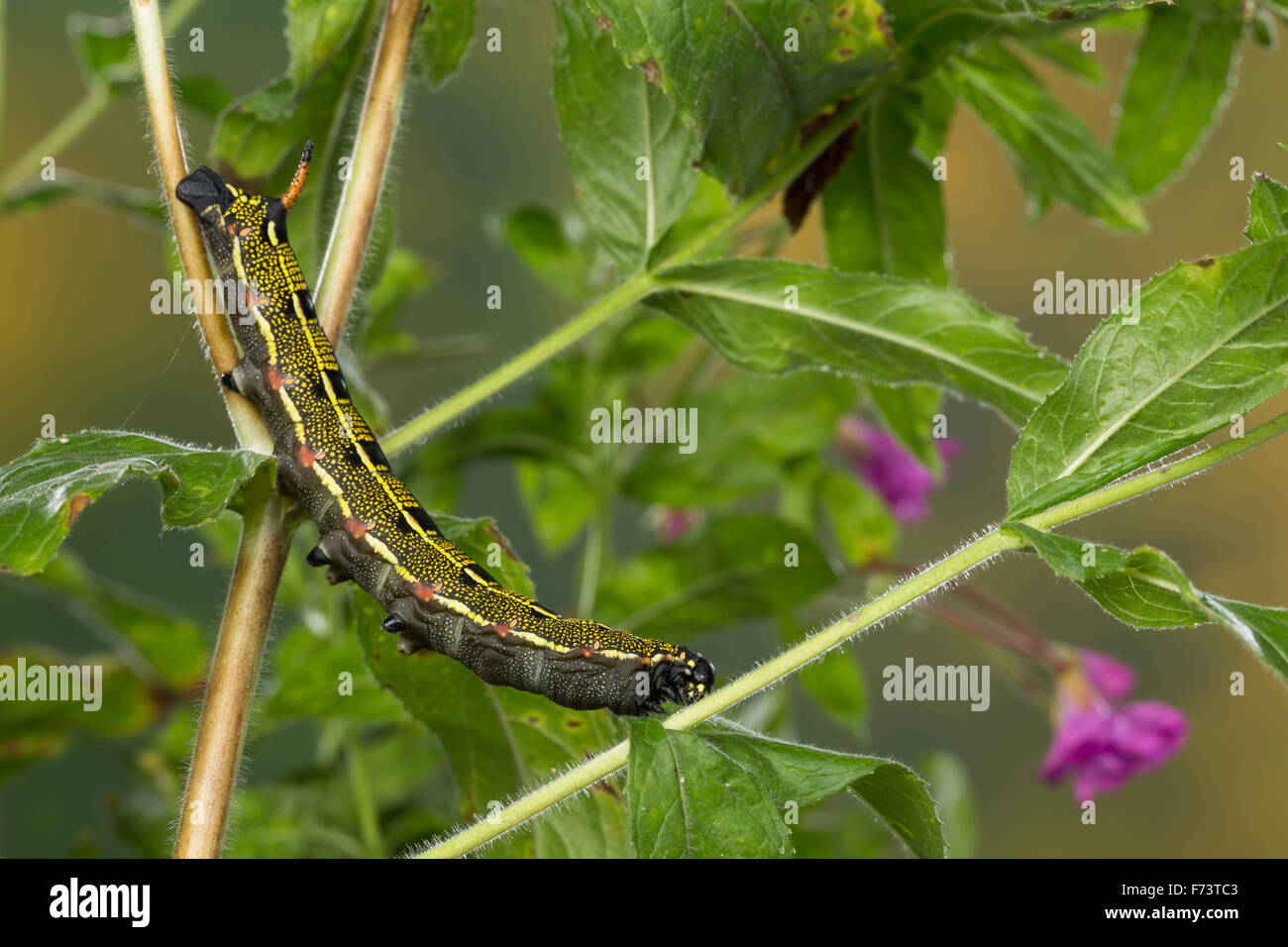 Striped hawk-moth, caterpillar, Linienschwärmer, Linien-Schwärmer ...