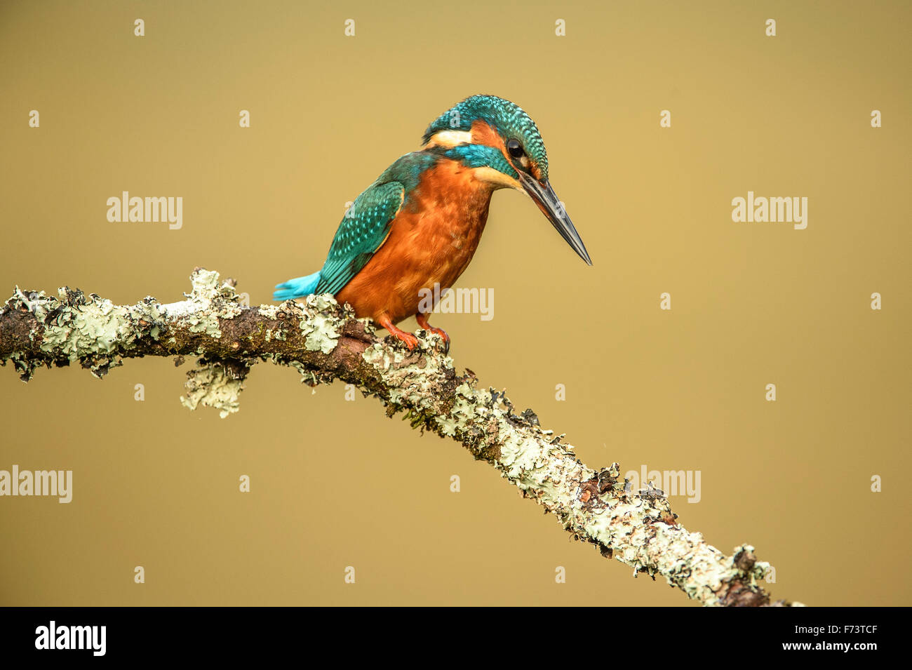 Kingfisher looking for a fish hi-res stock photography and images - Alamy