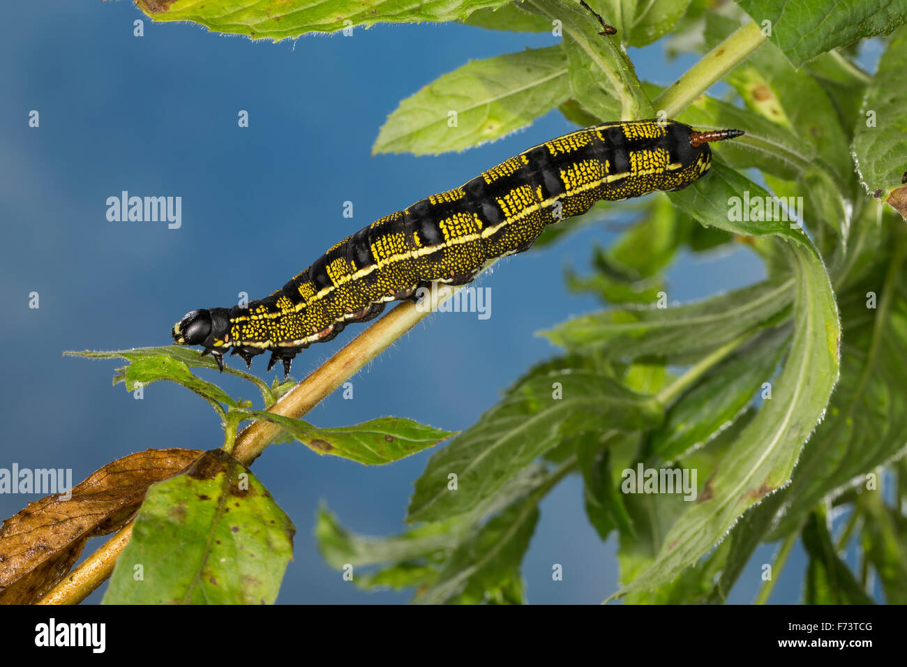 Striped hawk-moth, caterpillar, Linienschwärmer, Linien-Schwärmer ...