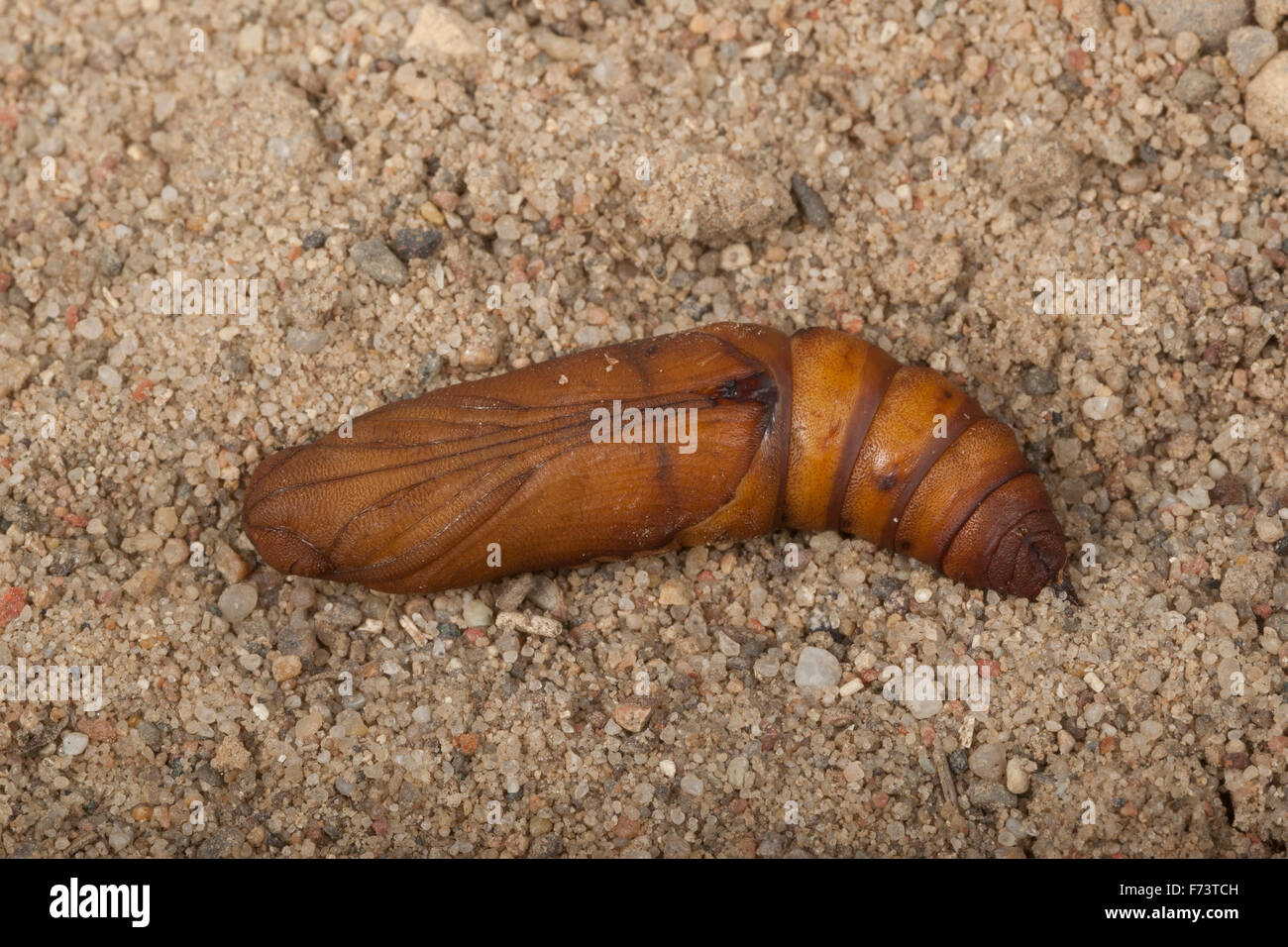 Striped hawk-moth, pupa, pupae, Linienschwärmer, Linien-Schwärmer ...