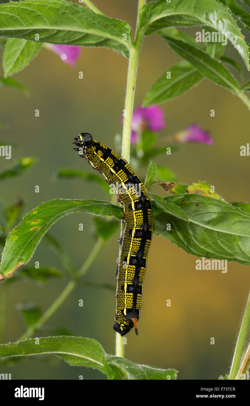 Striped hawk-moth, caterpillar, Linienschwärmer, Linien-Schwärmer ...