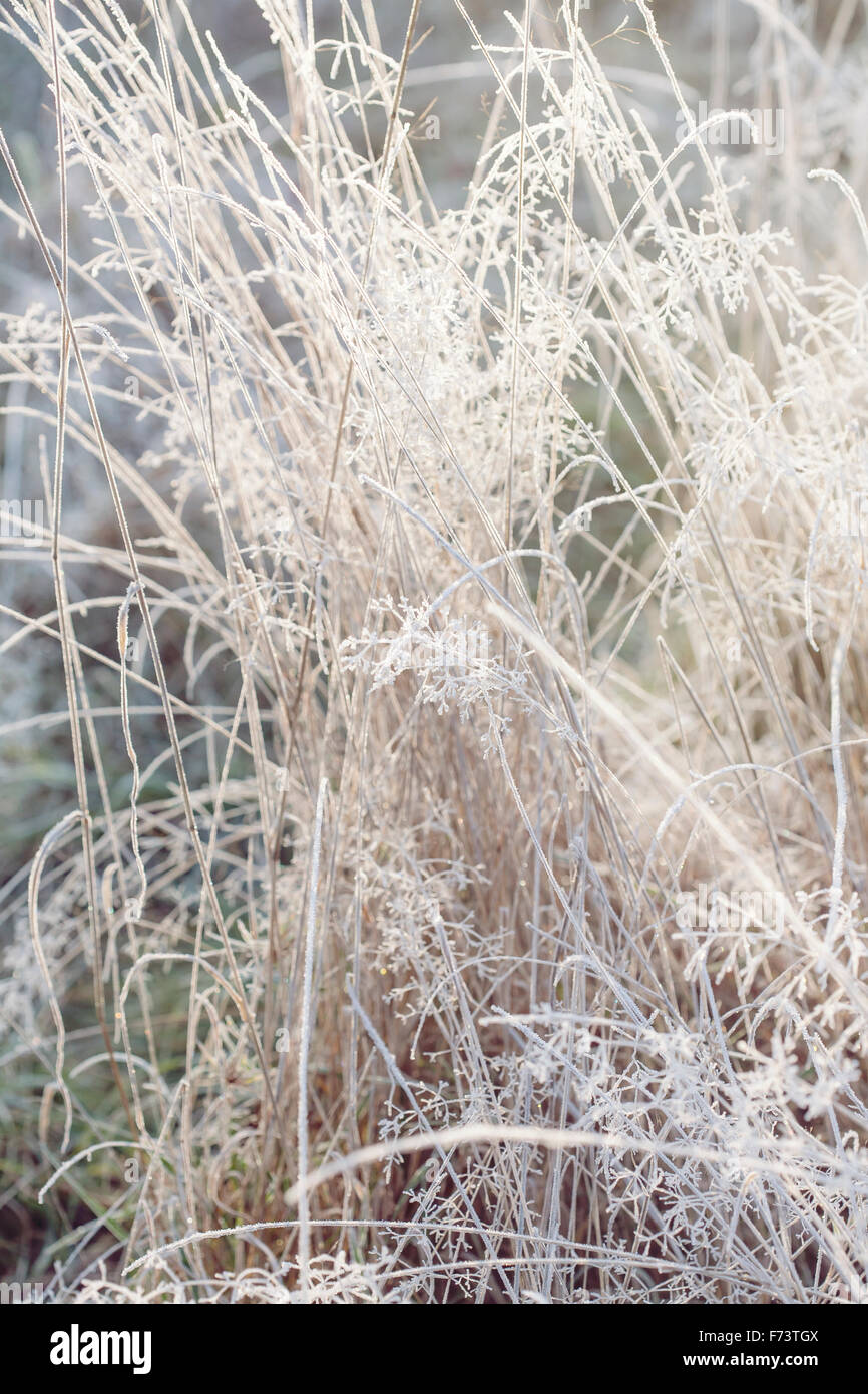 Fragile hoarfrost hi-res stock photography and images - Alamy