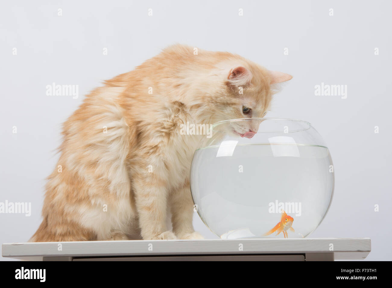 Cat Eating Goldfish