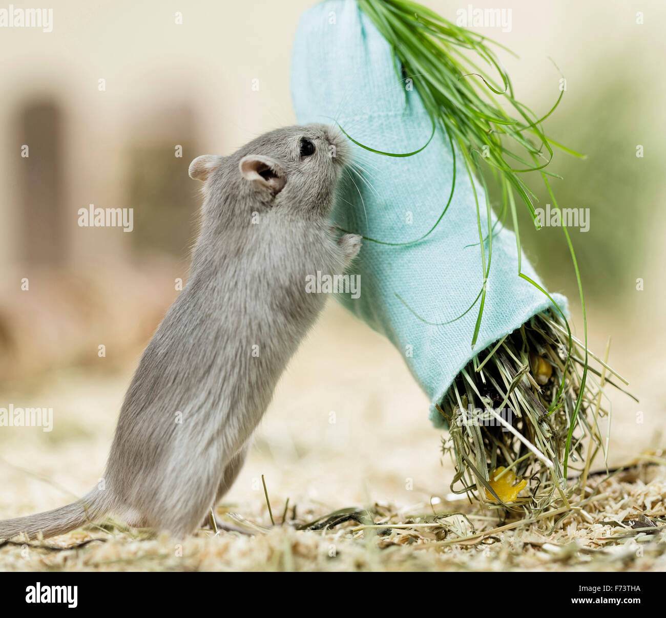 Mongolian Gerbil (Meriones unguiculatus). Male at a self-made feeder ...