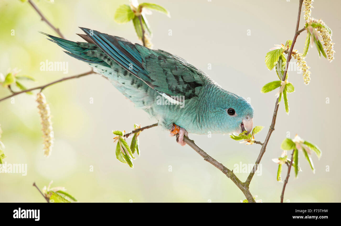 Blue Lineolated Parakeet