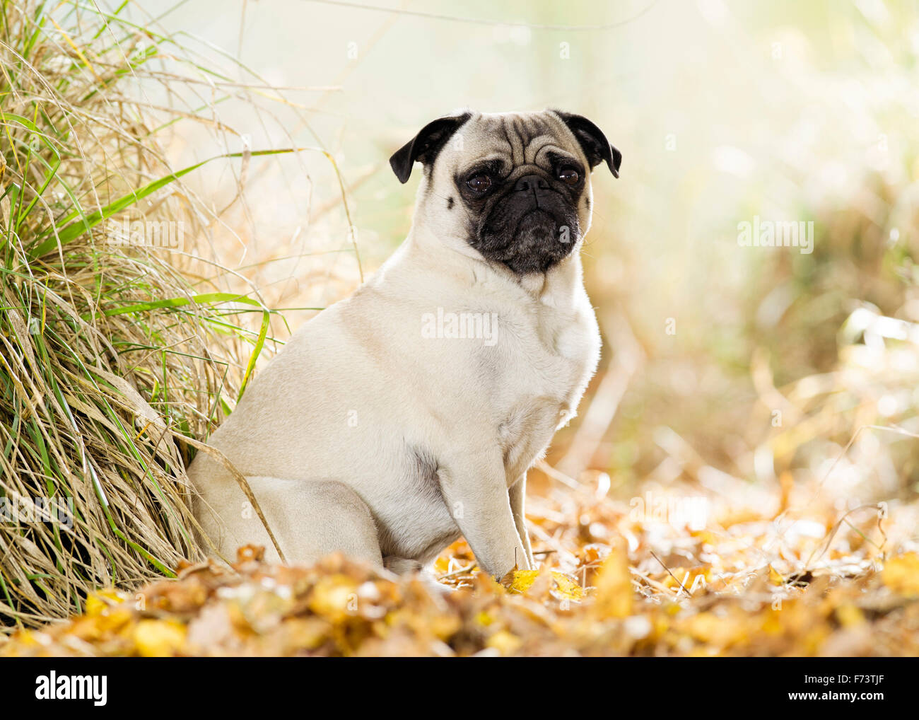 Pug. Adult dog sitting in leaf litter. Germany Stock Photo - Alamy