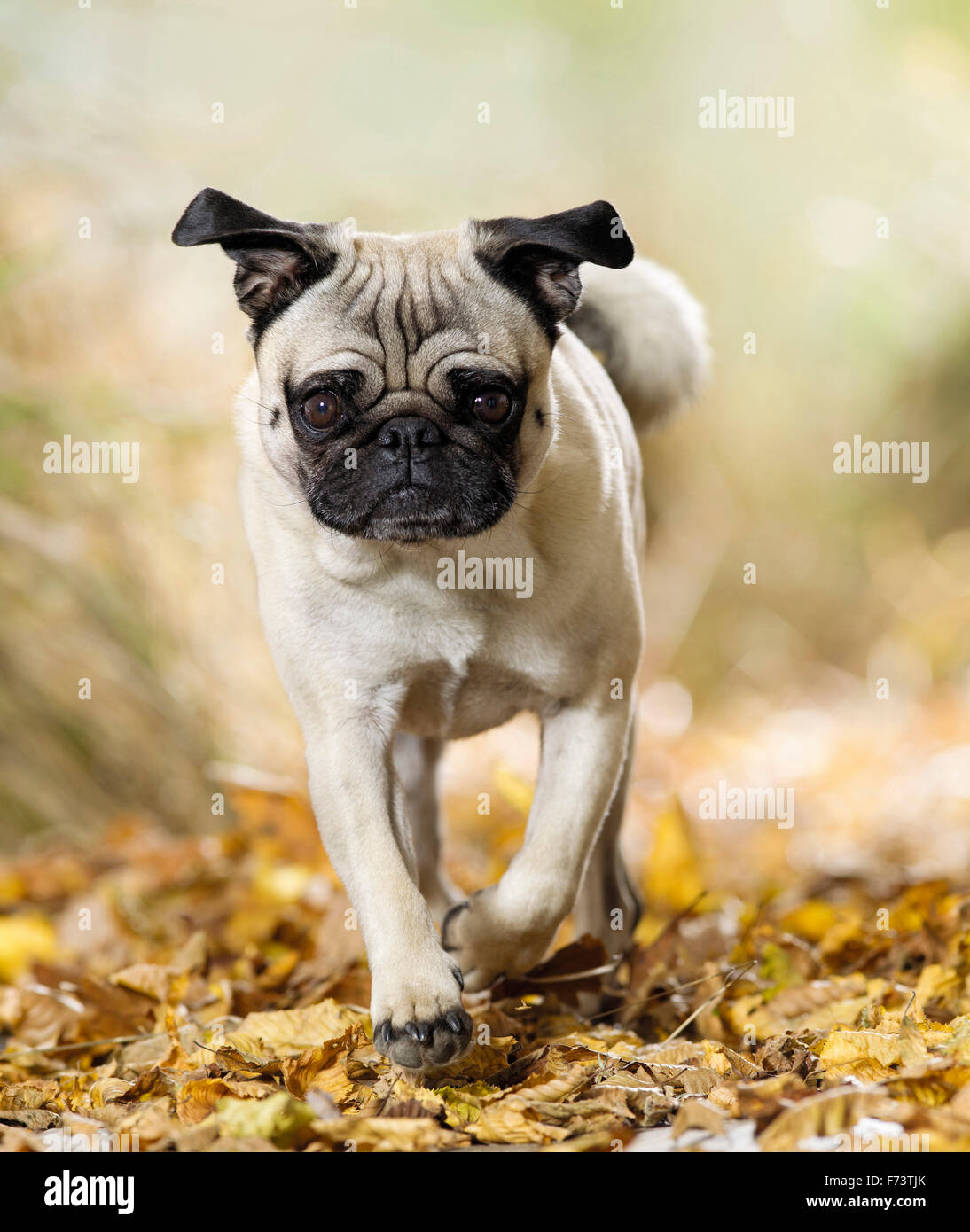 Pug. Adult dog running on leaf litter towards the camera. Germany Stock ...