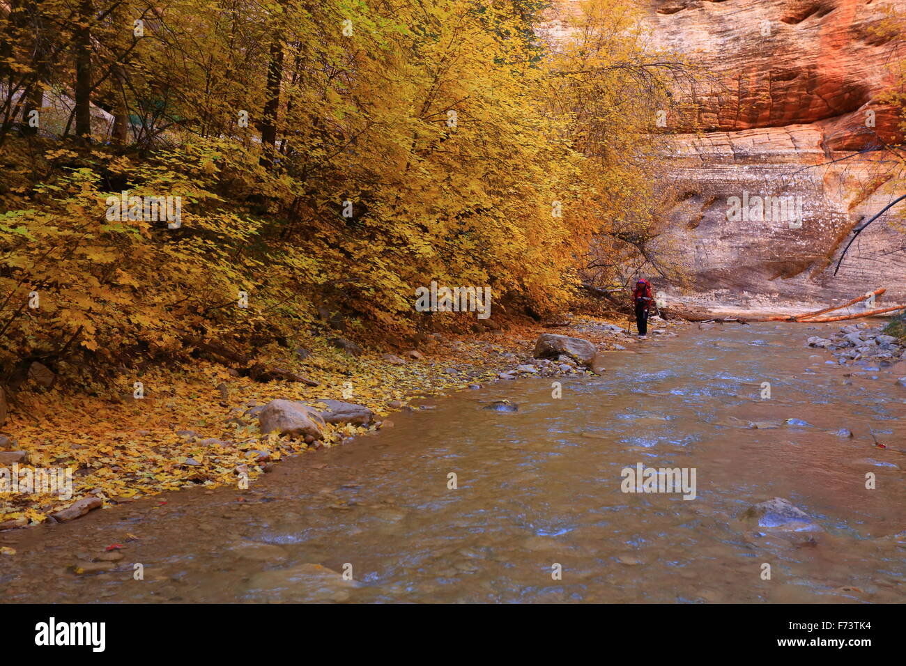 Hiking the narrows trek in Zion National park,Utha,USA Stock Photo - Alamy