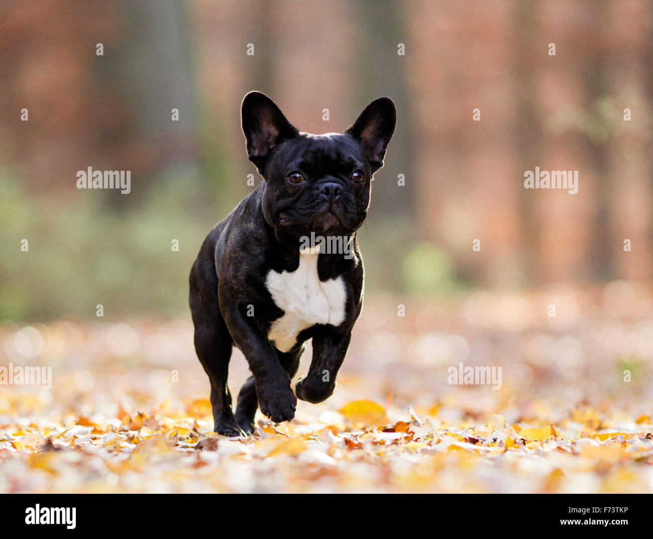 French Bulldog. Adult dog running in autumnal forest. Germany Stock ...