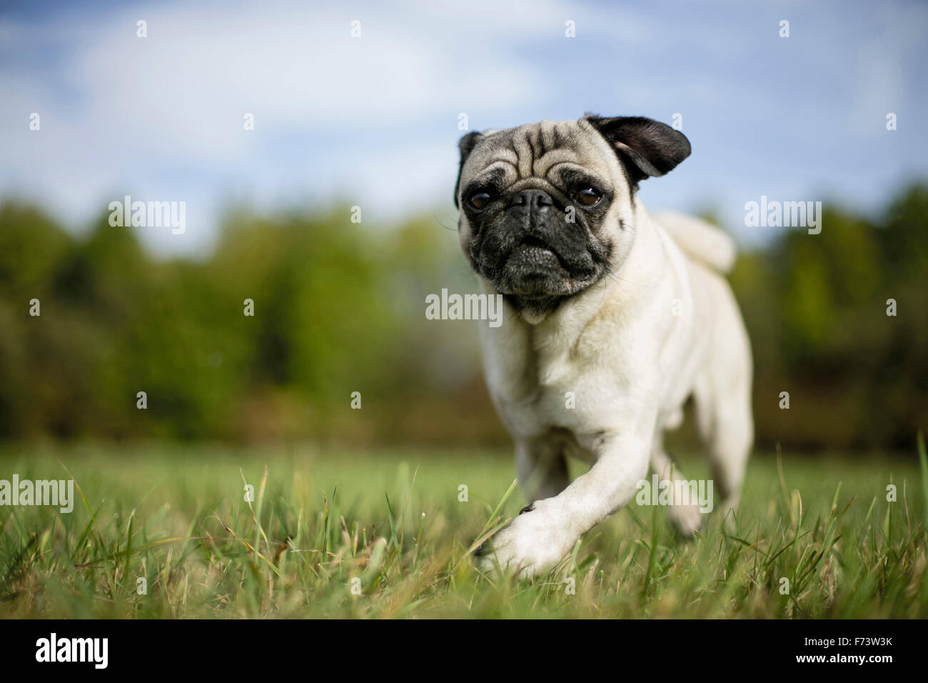 Pug. Adult dog walking on a meadow. Germany Stock Photo - Alamy