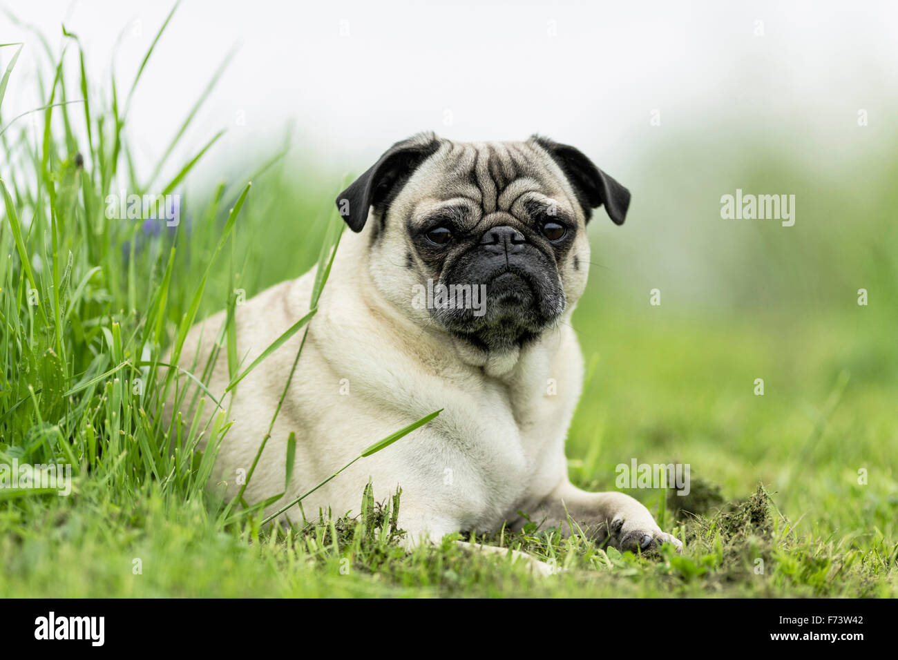 Pug. Adult dog lying on a meadow. Germany Stock Photo - Alamy
