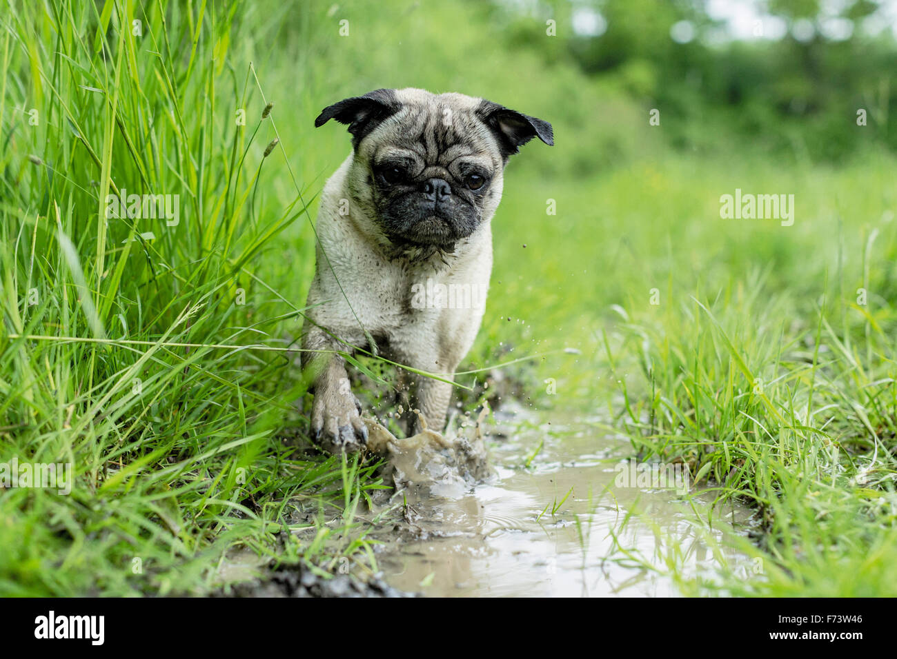 Pug. Adult dog running through a puddle on a muddy path. Germany Stock ...