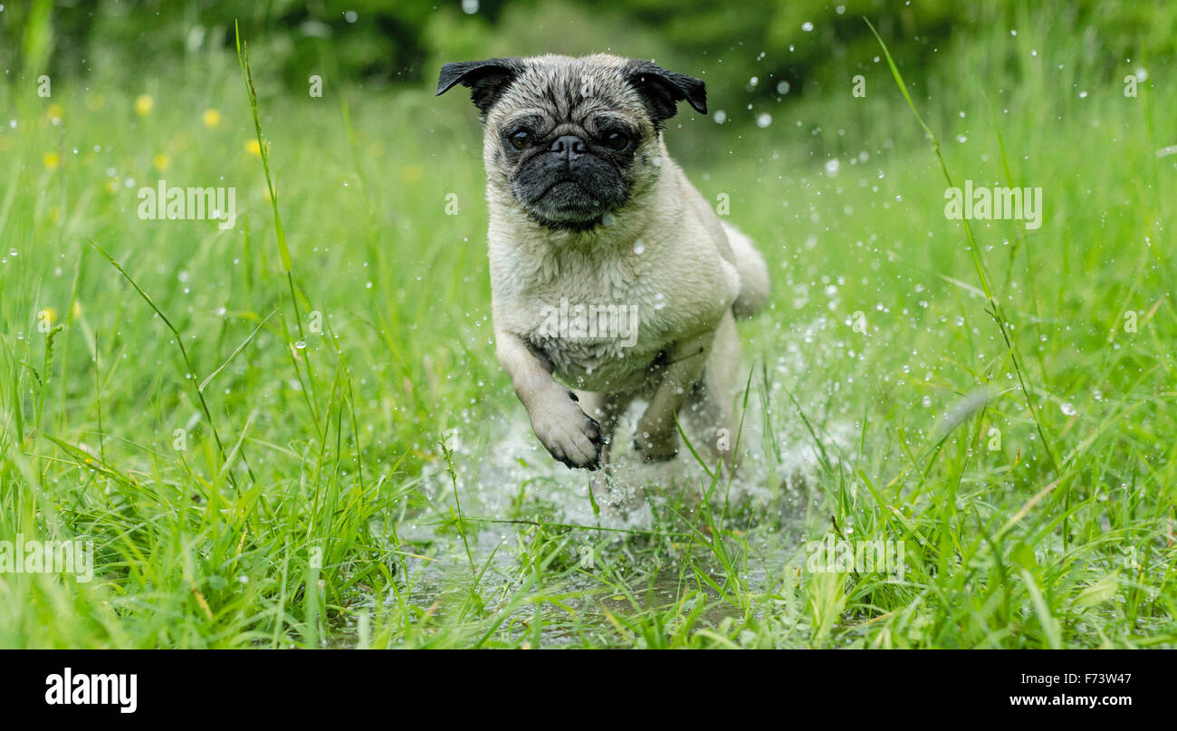 Pug. Adult dog running through a puddle on a muddy path. Germany Stock ...
