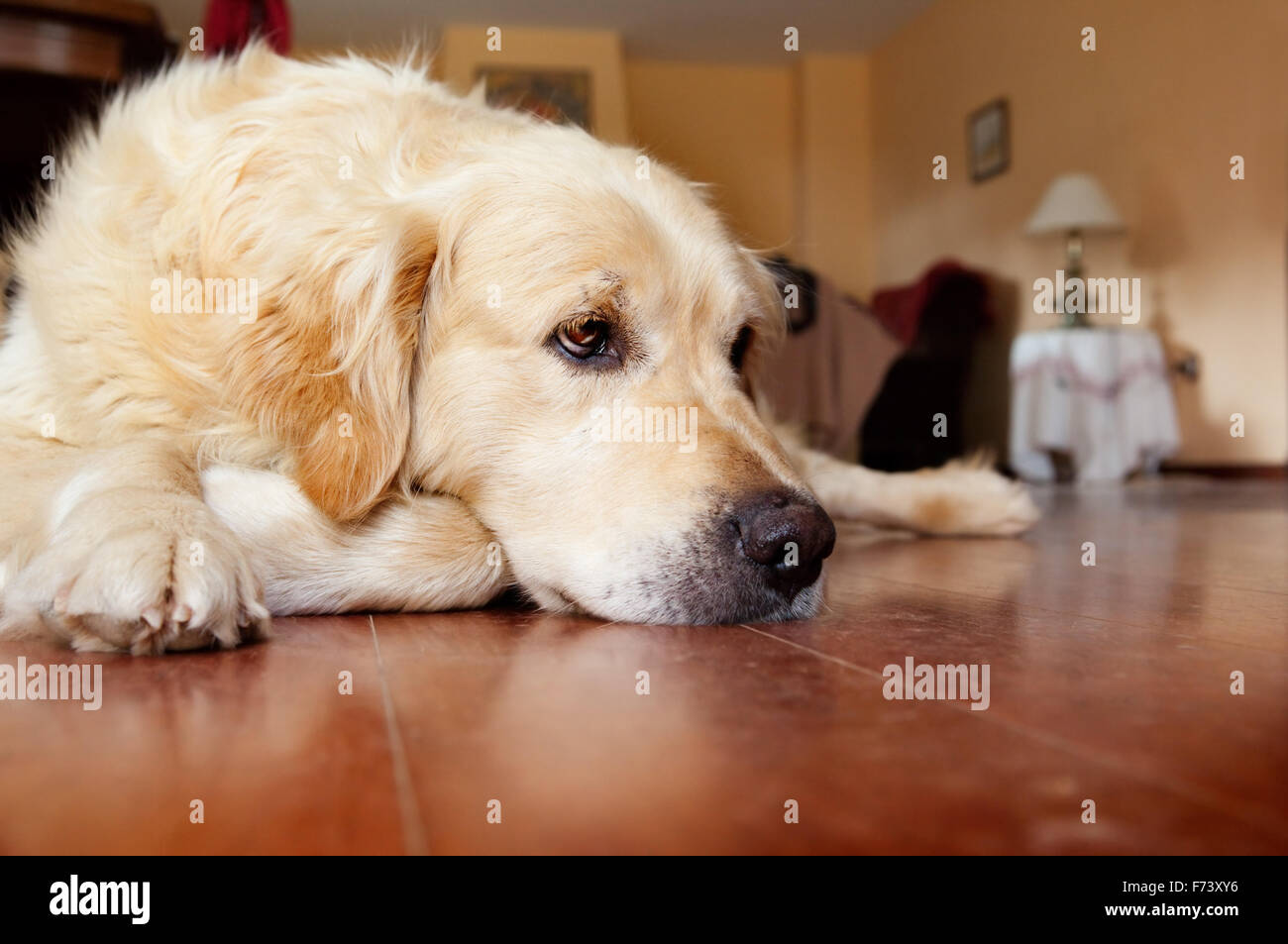 Sweet dog expression hi-res stock photography and images - Alamy