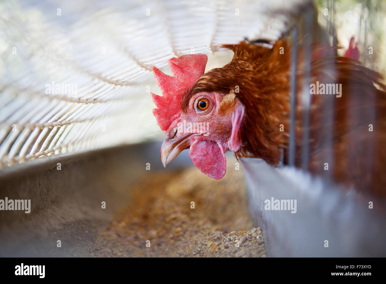 Chicken with white barn background hi-res stock photography and images ...