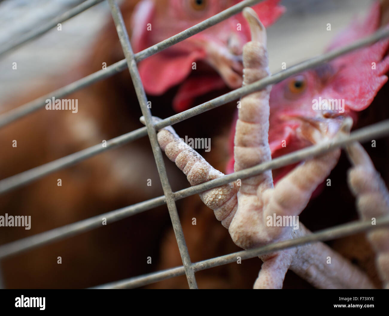Chicken with white barn background hi-res stock photography and images ...