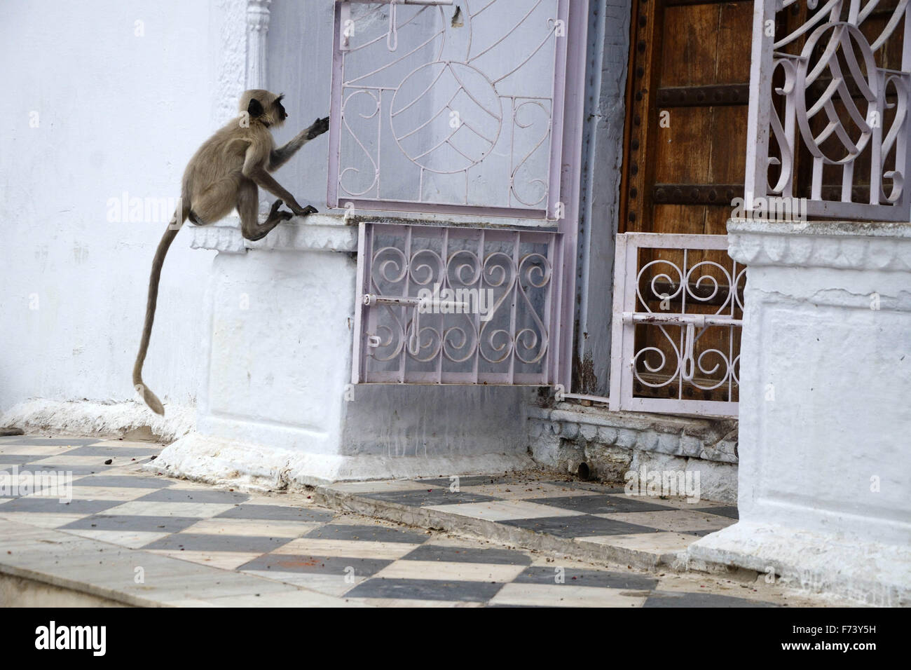 Rajasthani doors hi-res stock photography and images - Alamy
