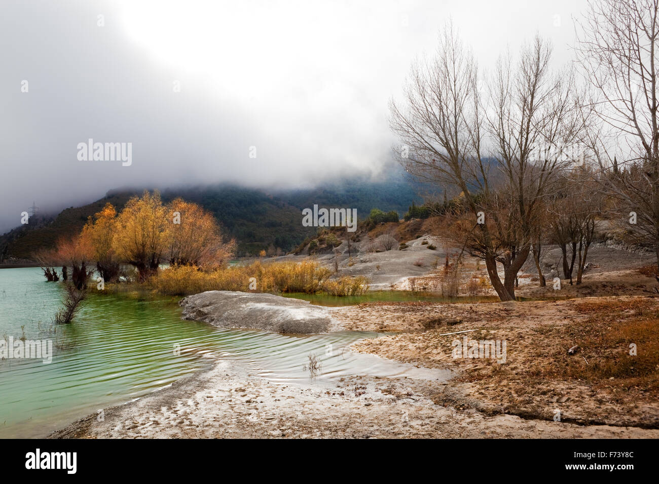 Marsh trees hi-res stock photography and images - Alamy