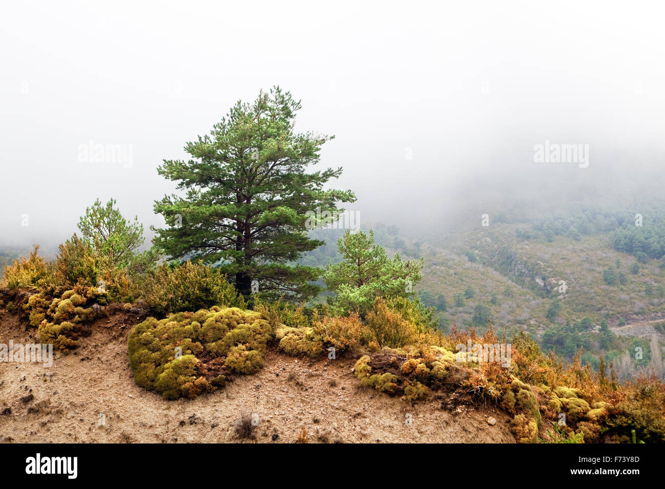 landscape and pine-tree Stock Photo - Alamy