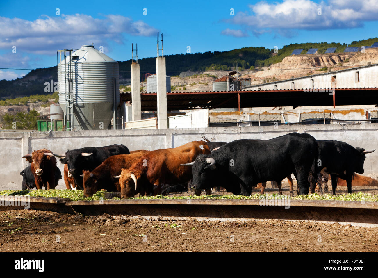 Detail of several bulls eating on a farm Stock Photo - Alamy