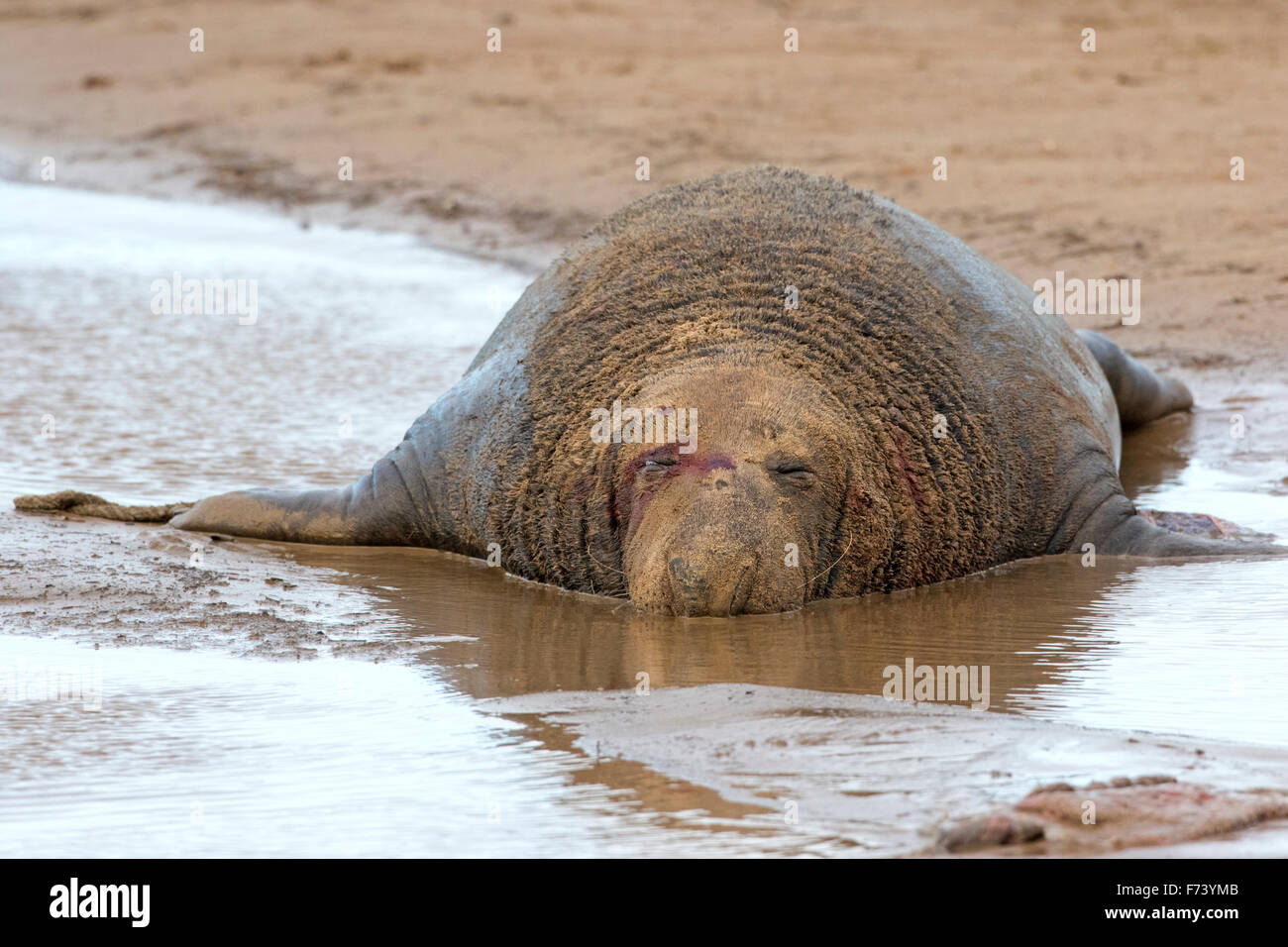 Grey seal (Halichoerus grypus Stock Photo - Alamy
