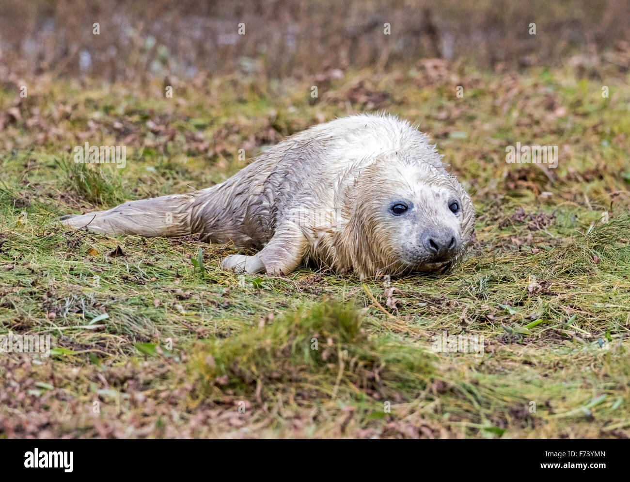 Mud covered seal hi-res stock photography and images - Alamy