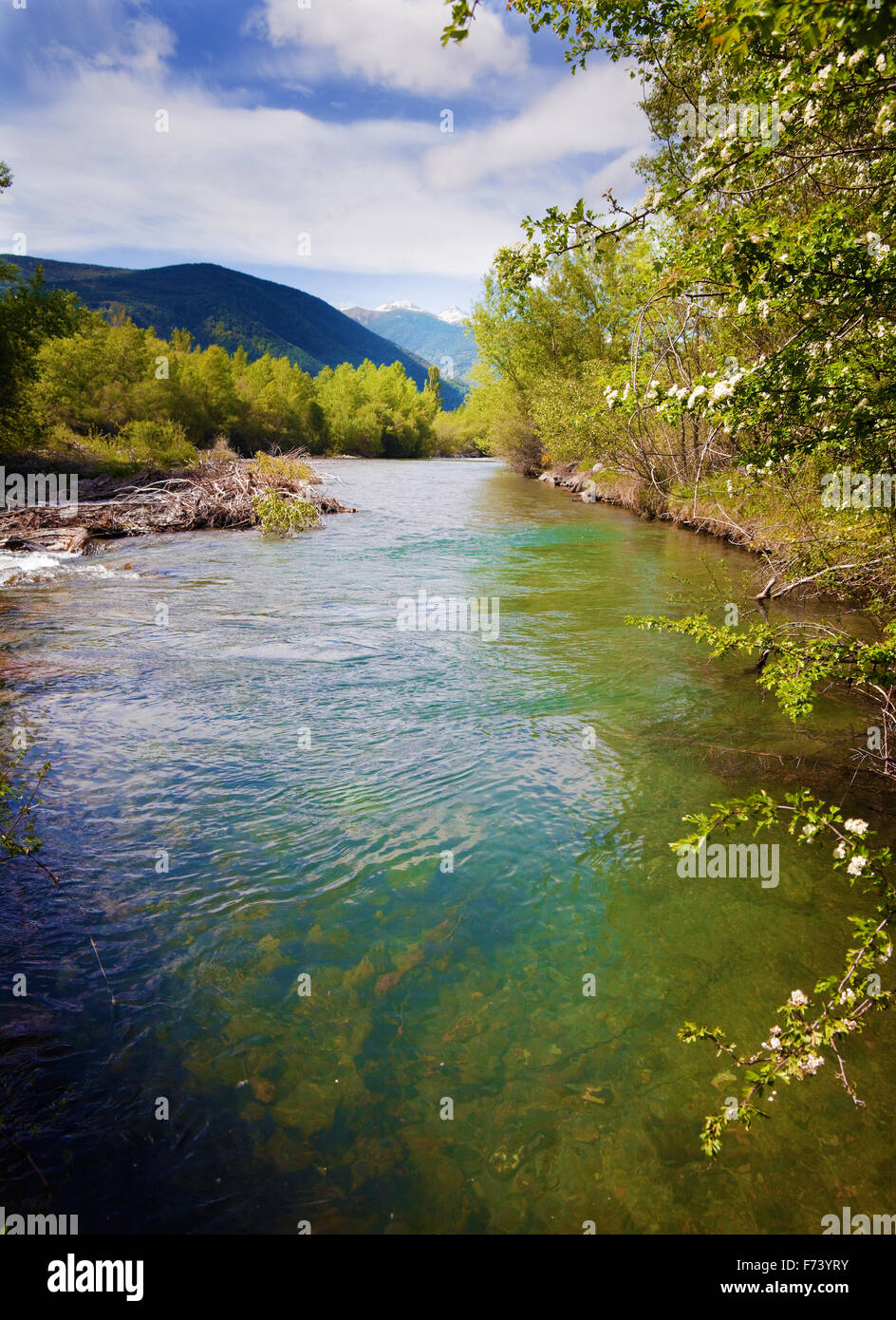 River vegetation hi-res stock photography and images - Alamy