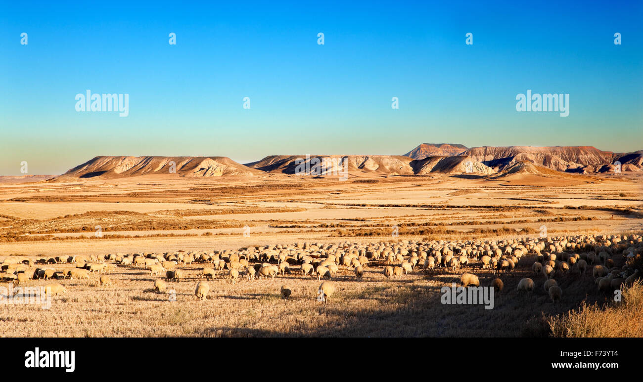 Rural landscape with flock of sheep in the desert Stock Photo - Alamy