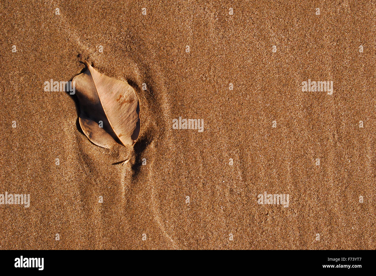 Surface leave hi-res stock photography and images - Alamy