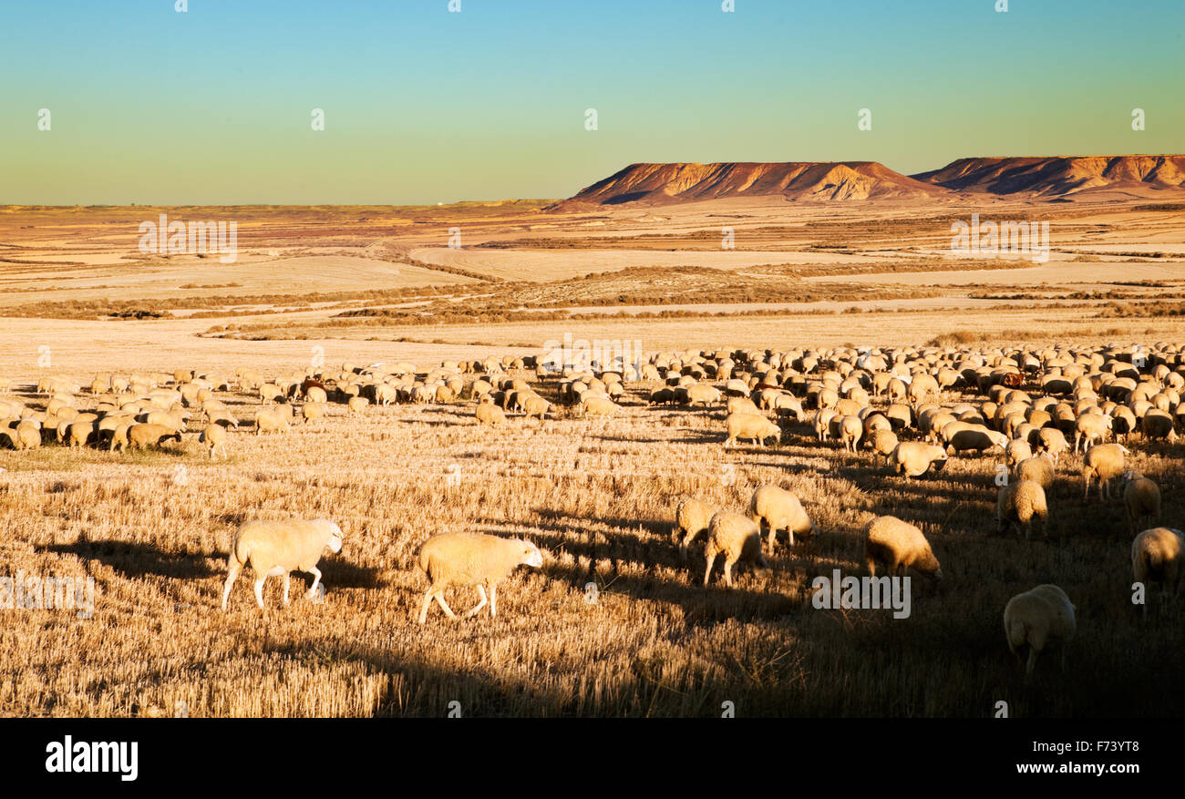 Rural landscape with flock of sheep in the desert Stock Photo - Alamy