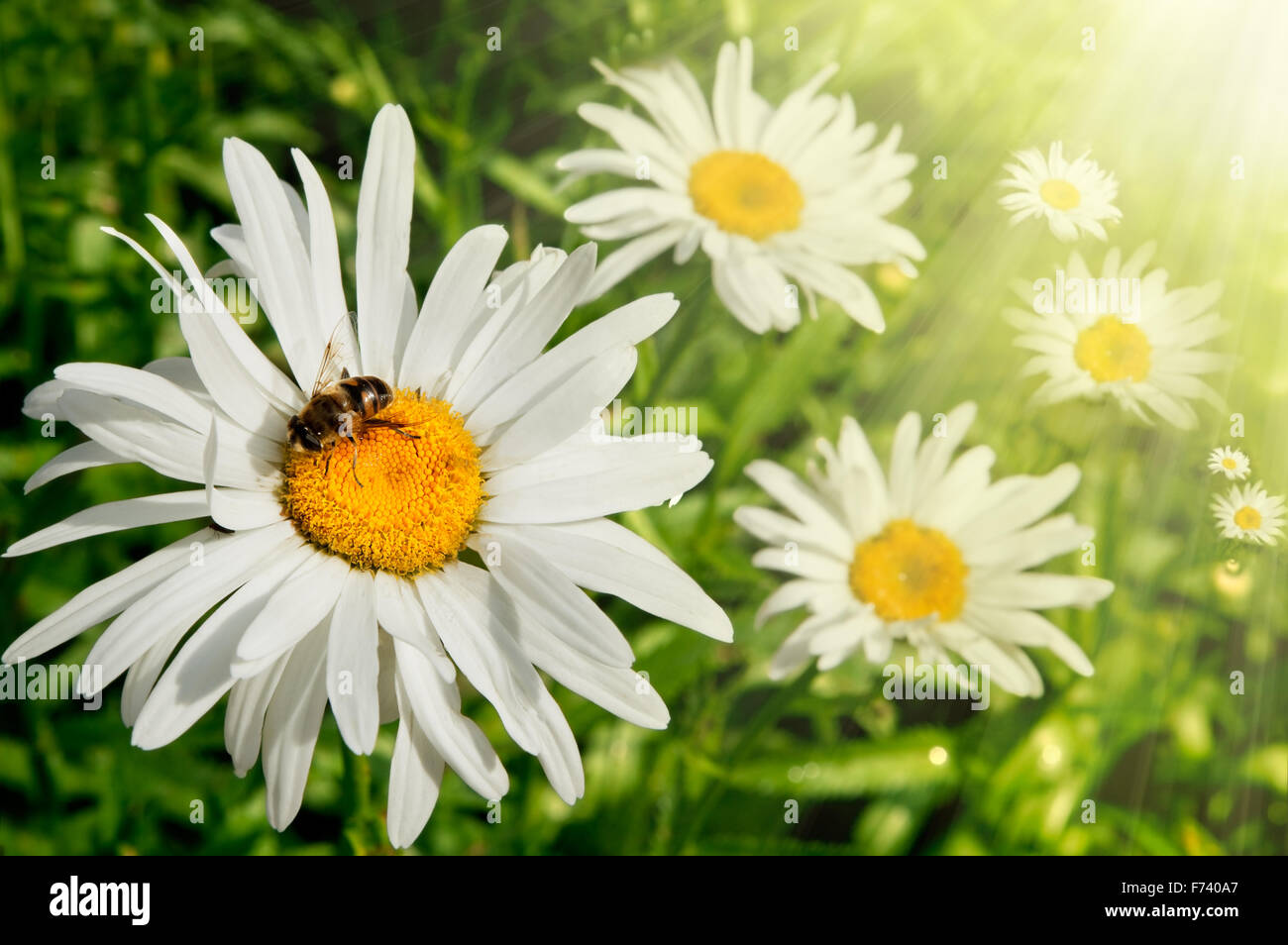 Field of daisies with sunshine and bee Stock Photo - Alamy