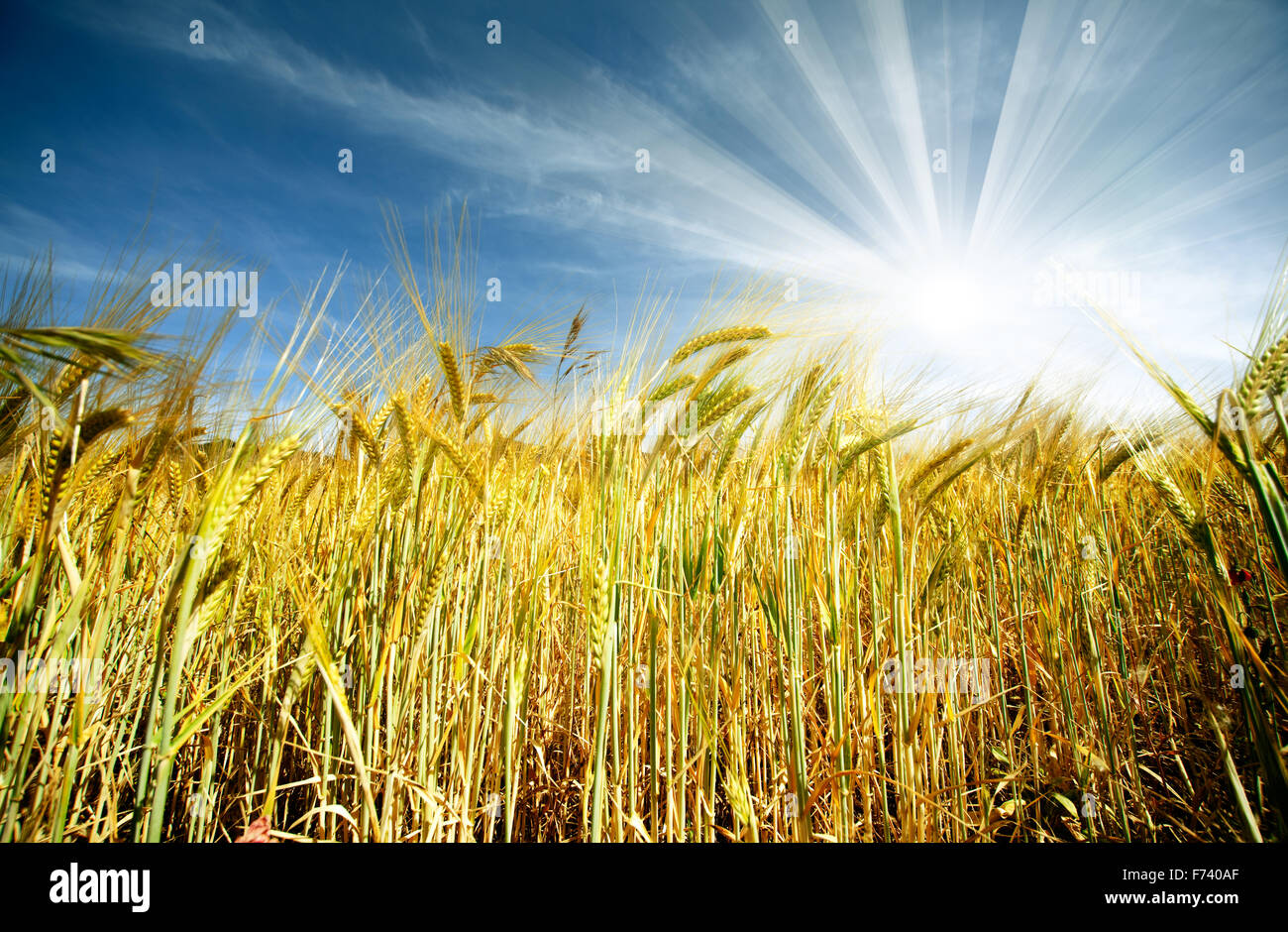 Idyllic wheat field and sunshine Stock Photo - Alamy