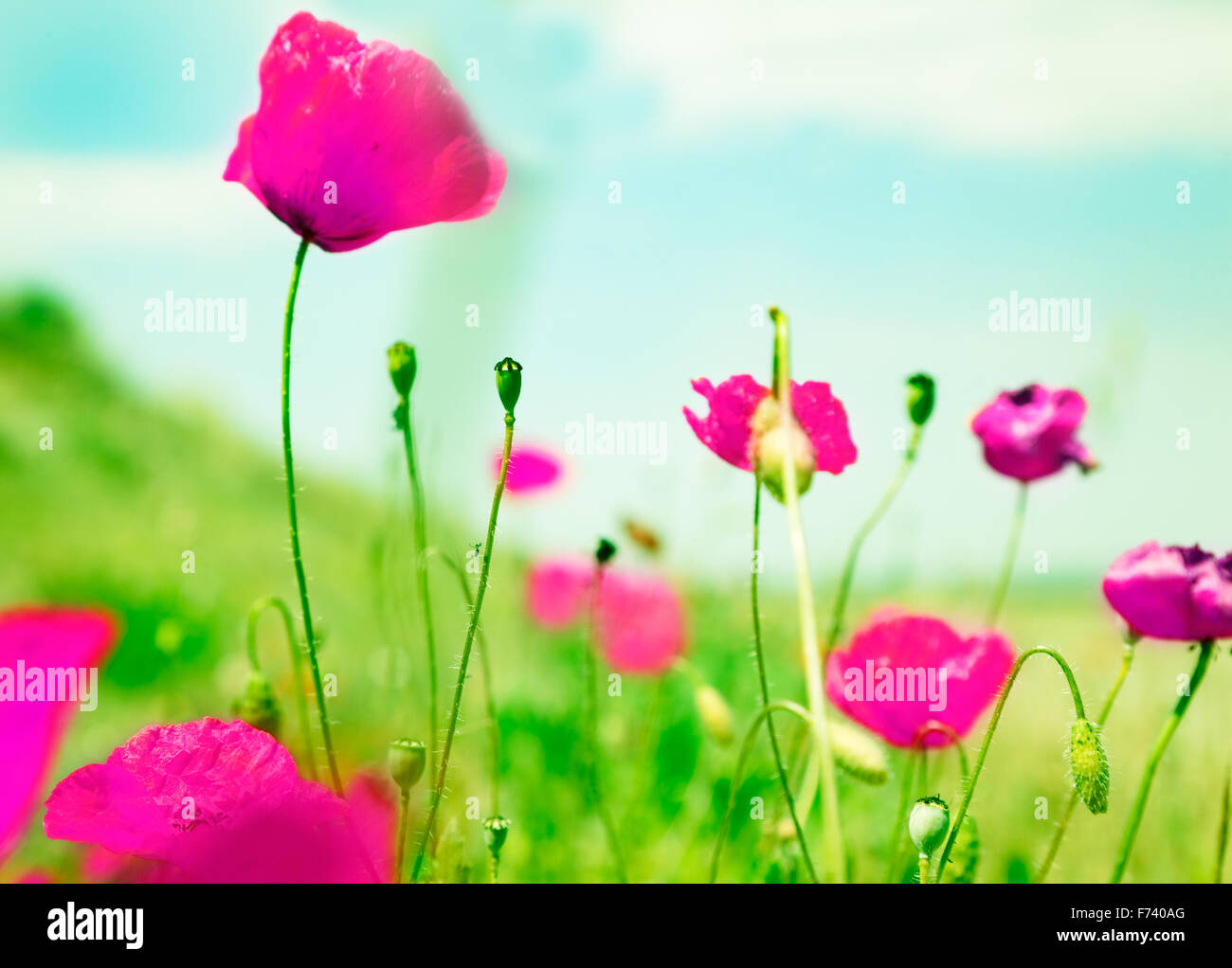 Idyllic image of field of flowers Stock Photo - Alamy