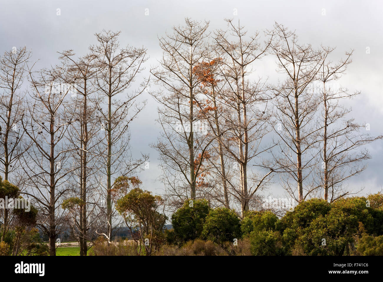 Autumn trees on denmark highway western australia hi-res stock ...