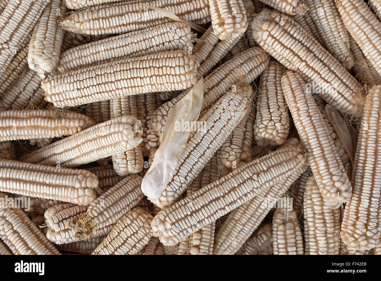 Treated seed hi-res stock photography and images - Alamy