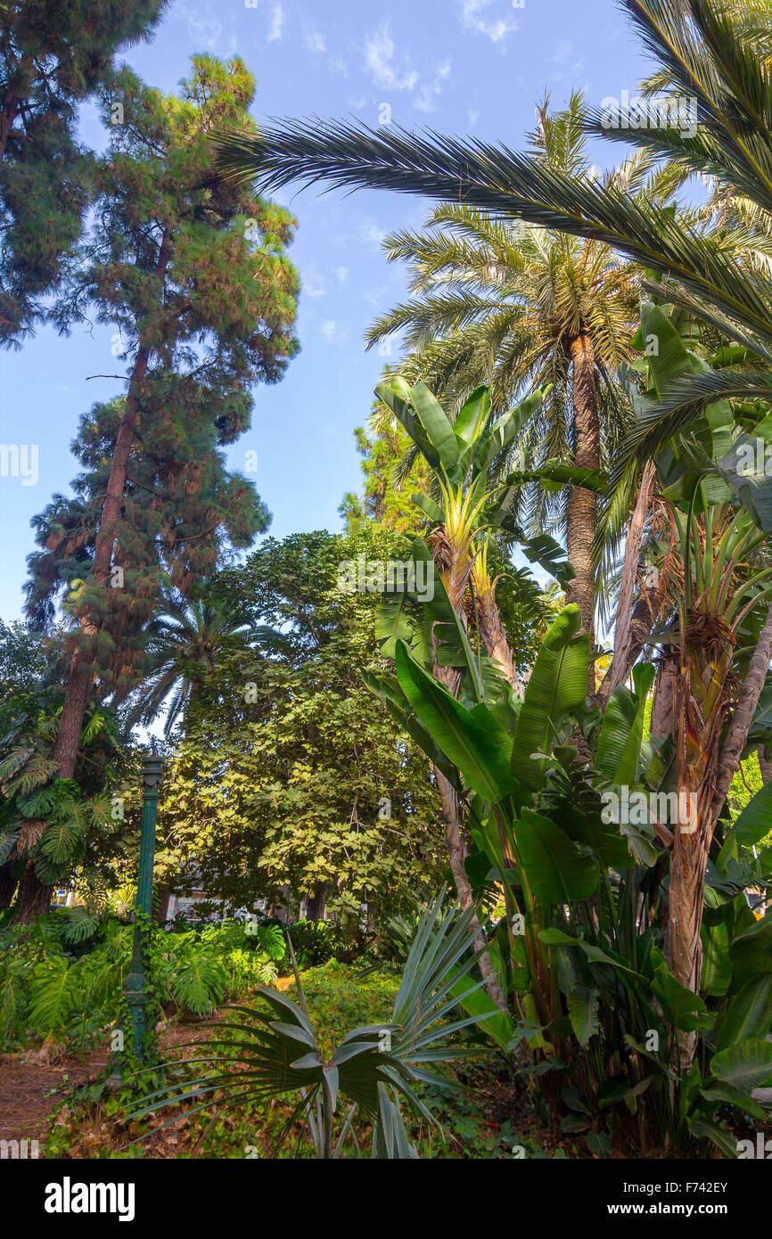 Types of trees hi-res stock photography and images - Alamy