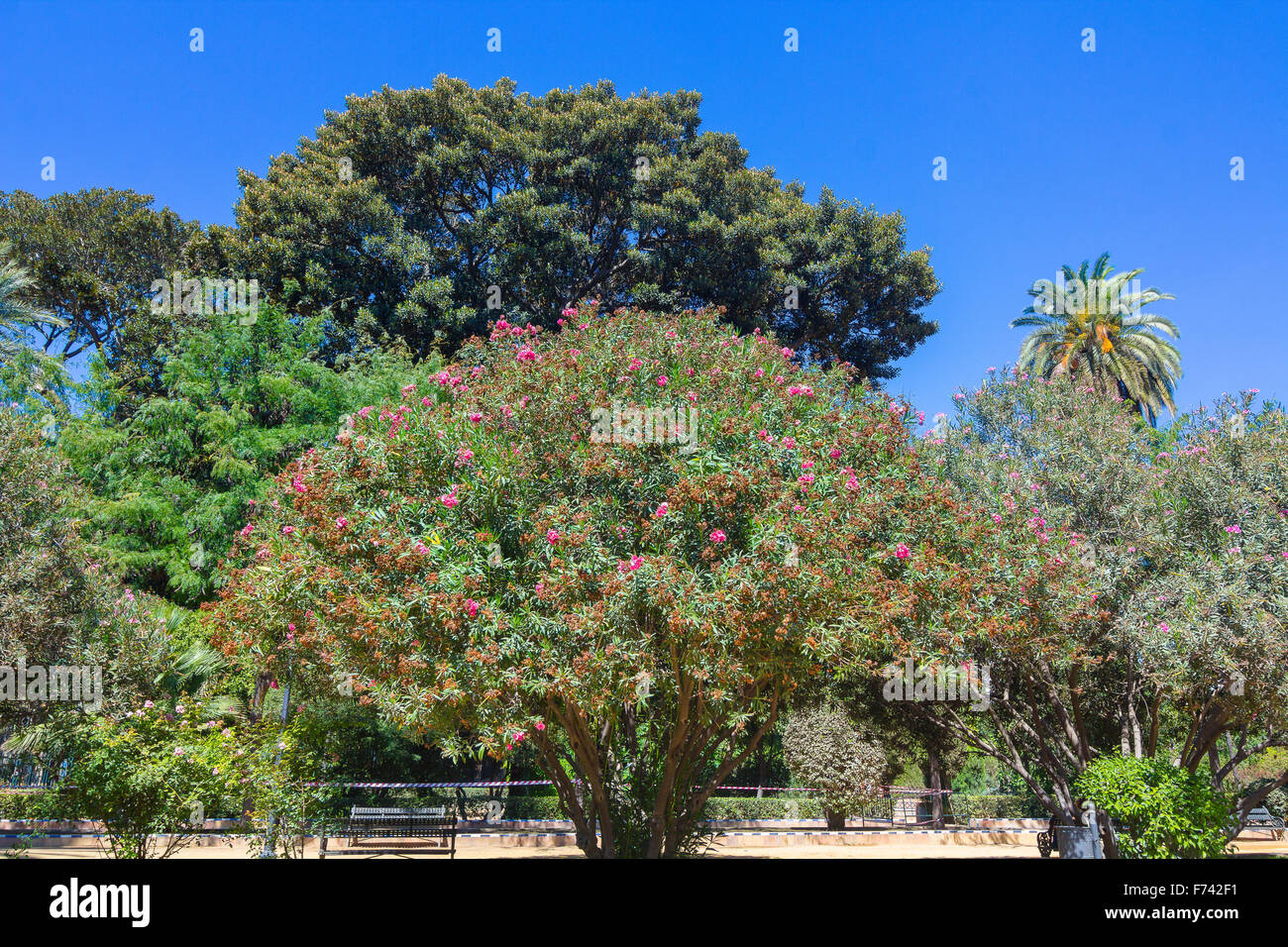 all trees in the gardens of the Real Alcazar of Seville Stock Photo - Alamy