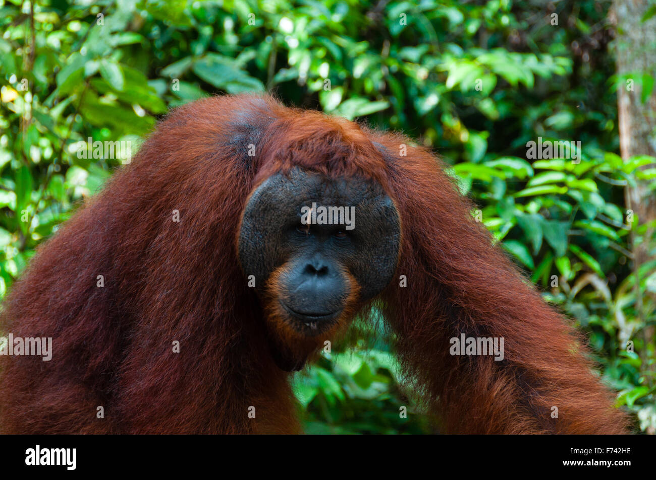 Alpha Male Orangutan Stock Photos & Alpha Male Orangutan Stock Images ...