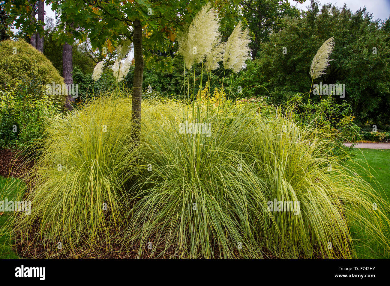 Cortaderia selloana aureolineata grass aureolineata hi-res stock ...