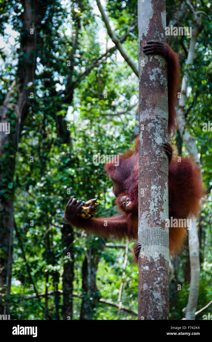 Orang Utan sitting on a tree in the jungle, Indonesia Stock Photo - Alamy