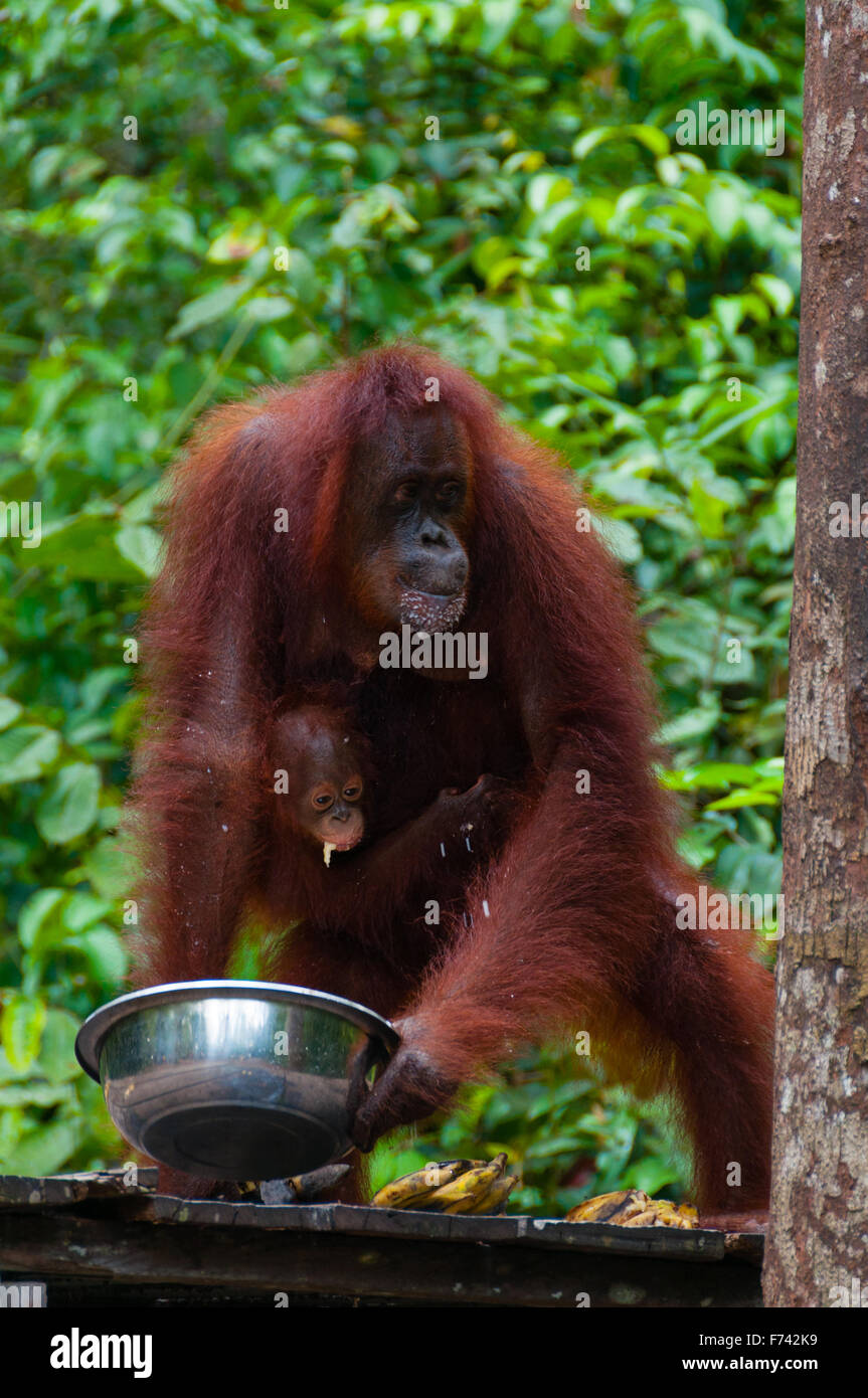 Uran park hi-res stock photography and images - Alamy
