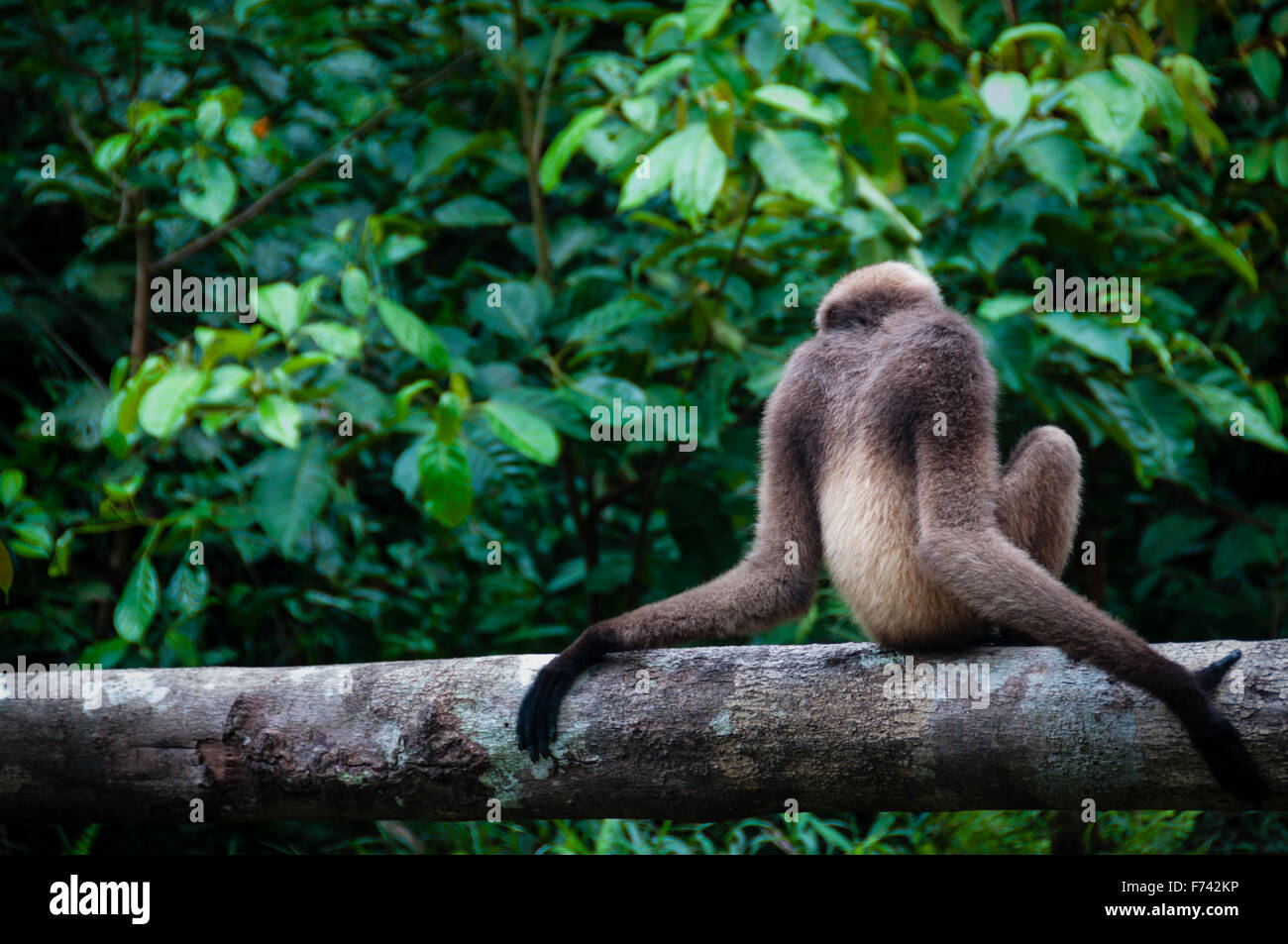 Gibbon sitting on a tree Stock Photo - Alamy